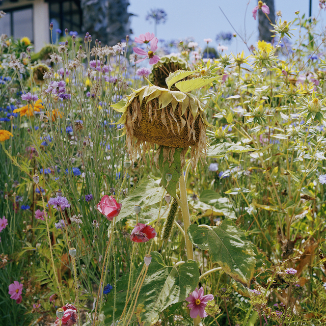 Siri Kaur - 20 Artworks, Bio & Shows on Artsy