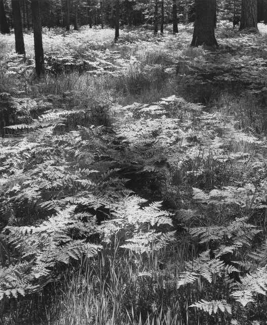 Ansel Adams | Ferns, Valley Floor, Yosemite National Park, California ...