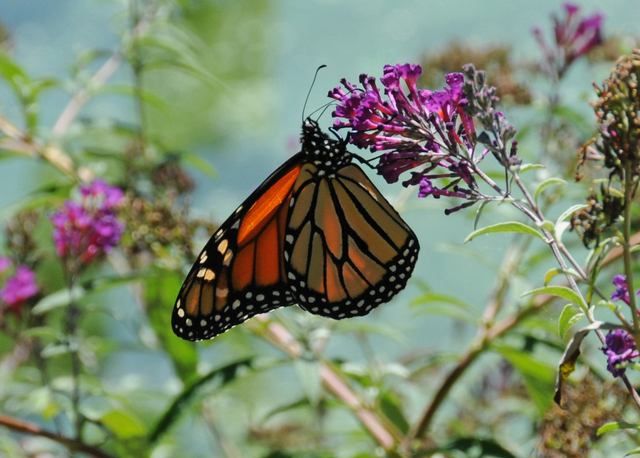 James Cohn - 9 Artworks, Bio & Shows on Artsy