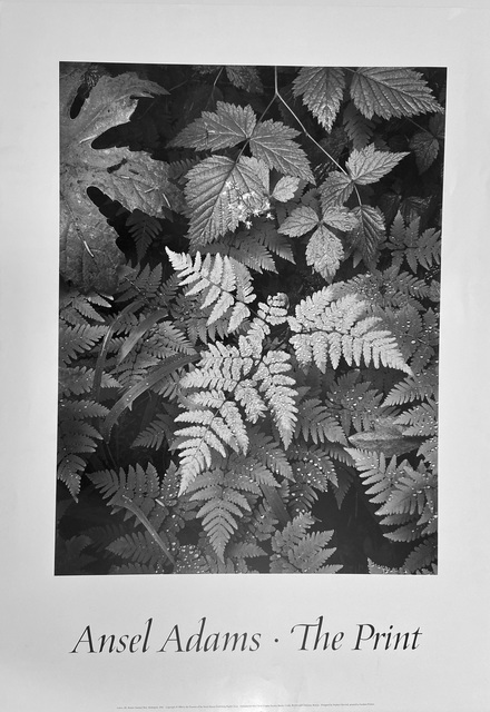 Ansel Adams | Ansel Adams, The Print, featuring Leaves, Mt. Rainer ...