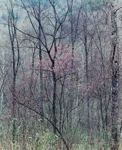 Eliot Porter | Redbud Trees in Bottom Land, Red River Gorge, Kentucky ...