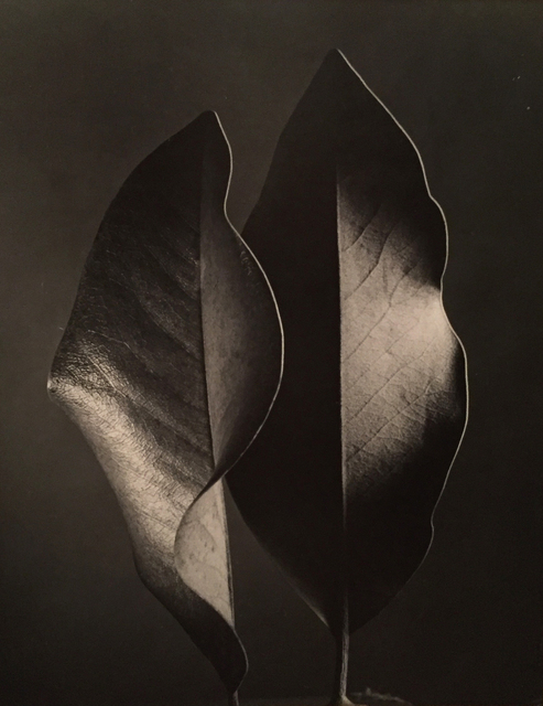 Ruth Bernhard | Two Leaves (Neg. date: 1952 / Print date: 1952 c.) | Artsy