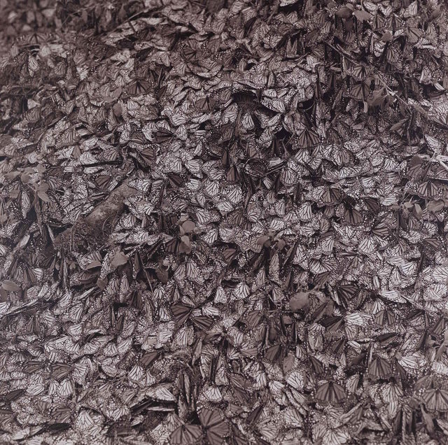 Steven Rifkin - 1 Artwork, Bio & Shows on Artsy