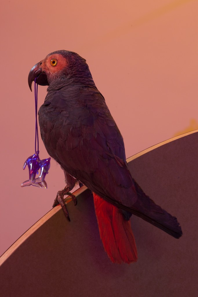 Alex Da Corte - Delirium I | David Risley Gallery | Artsy