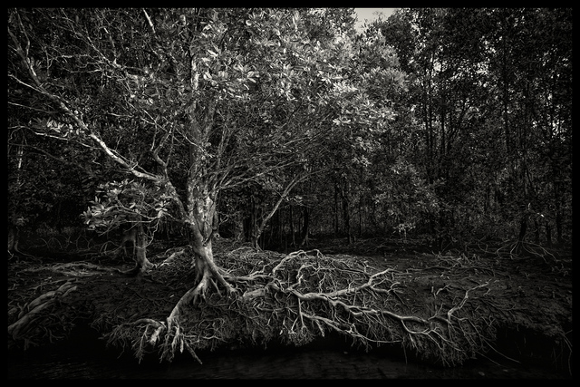 SC Shekar Subrahmanyam | Mangrove Tree, Mangrove forest, Langkawi ...