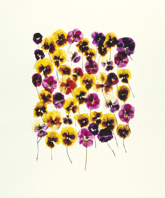 Adam Fuss | Untitled (1994) | Artsy