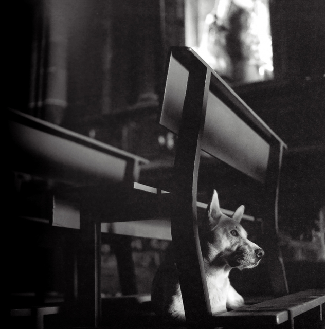 Keith Carter | Dog in Church (1994) | Available for Sale | Artsy