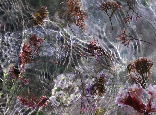 Susan Derges | Tidepool (2017) | Artsy