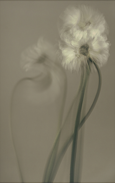 Bill Beckley | Derwish 11, Nasuhi (2007) | Available for Sale | Artsy