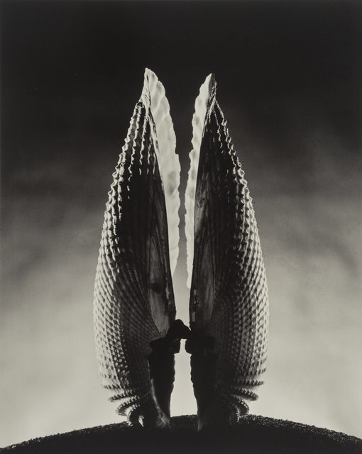Ruth Bernhard | Angel Wings | Artsy