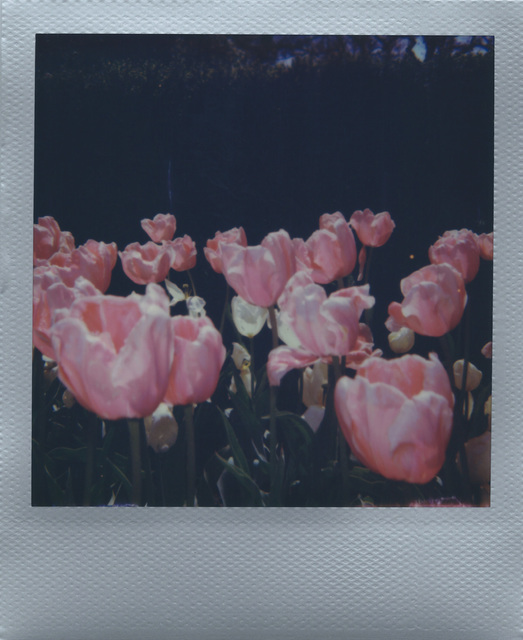 Ellen Stagg | "Tulips" (2018) | Available for Sale | Artsy