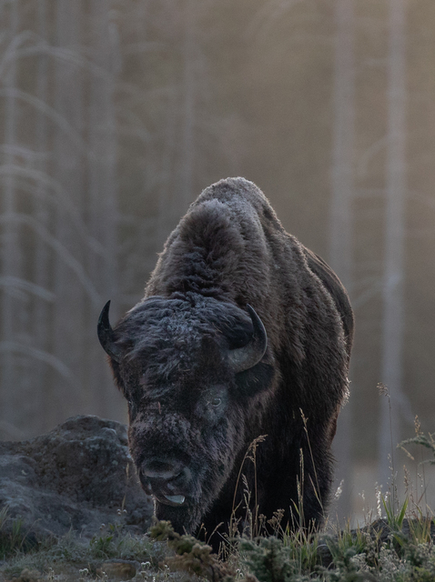 Donald Edwards - 4 Artworks, Bio & Shows on Artsy