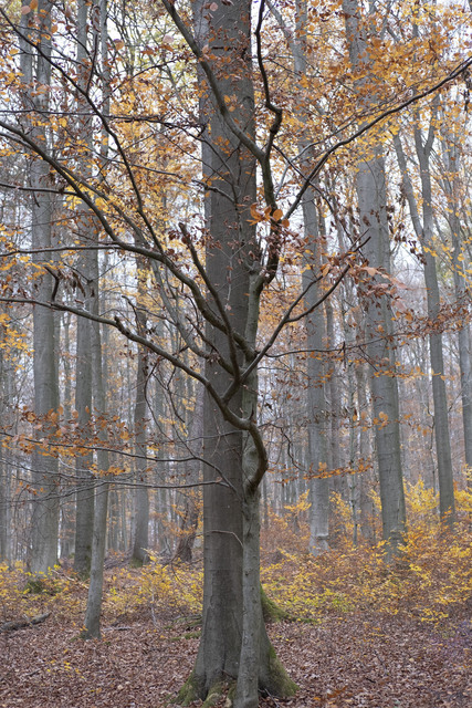 Sandra Bechtold - 12 Artworks, Bio & Shows on Artsy