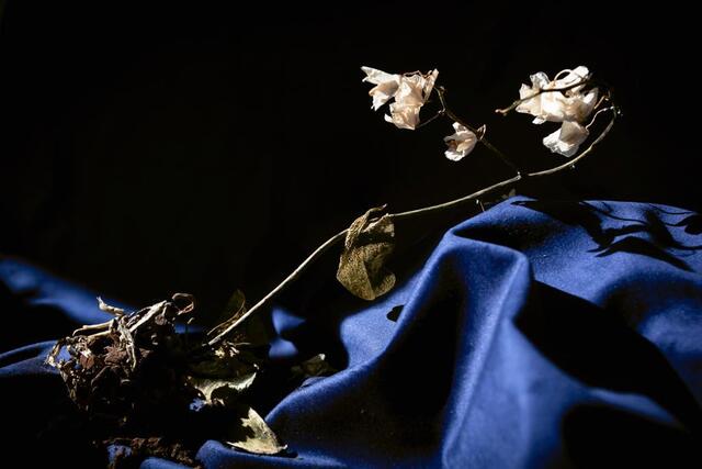 Finja Sander - 3 Artworks, Bio & Shows on Artsy