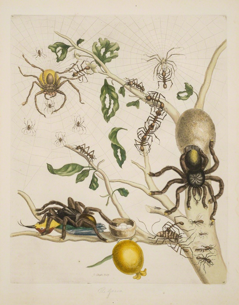 Maria Sibylla Merian | Plate 18 from Dissertation in Insect Generations ...
