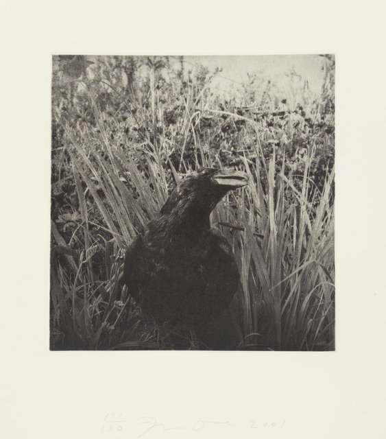 Jim Dine | Birds (2001) | Artsy
