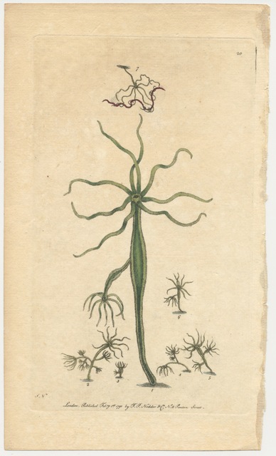 Frederick Polydore Nodder - 67 Artworks, Bio & Shows on Artsy