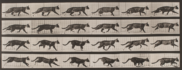 Eadweard Muybridge | Plate 718, Animal Locomotion: Cat trotting ...