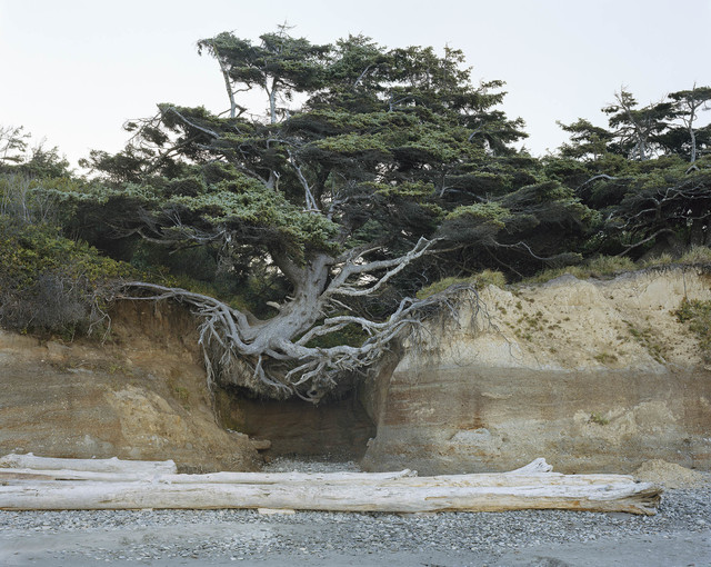 Mitch Epstein | “Tree of Life” Tree Root Cave, Kalaloch, Olympic ...