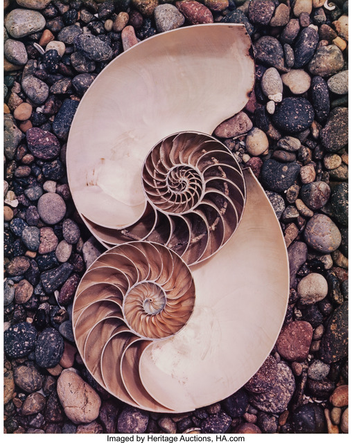 Edward Weston | Nautilus Shells (1947) | Artsy